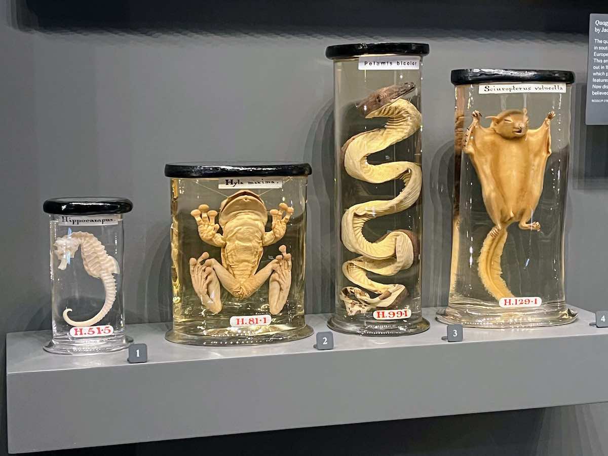 A Visit To The Hunterian Museum - Living London History